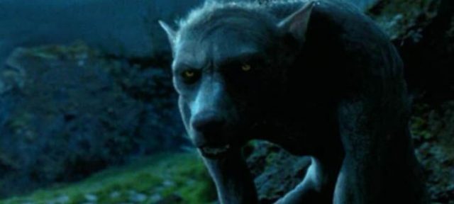 Lobisomens! Preparados? Os 31 melhores filmes. | Sintoniza